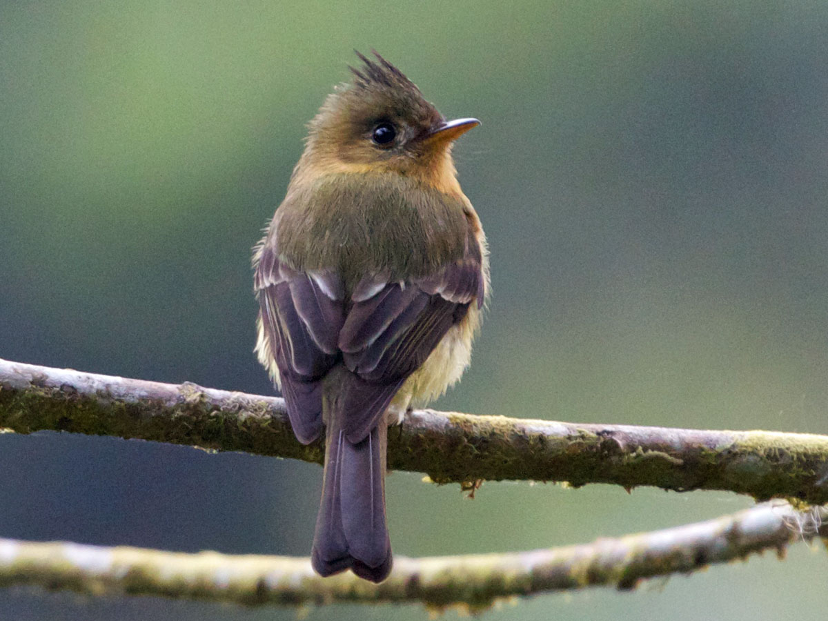 The World Birds: Flycatchers, Spadebills, Twistwings