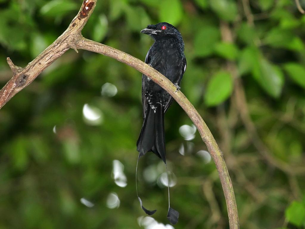 The World Birds: Drongos (Dicruridae)