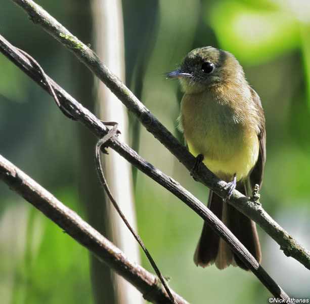 The World Birds: Flycatchers, Spadebills, Twistwings